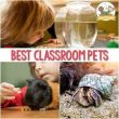 38 Classroom Pets You'll Want to Take Home - Pedagogue