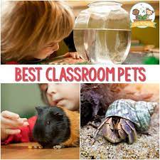 38 Classroom Pets You'll Want to Take Home - Pedagogue