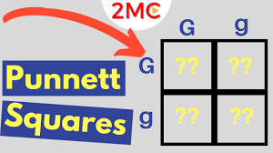 20 Awesome Punnett Square Activities for Middle School - Pedagogue