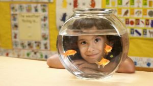 All You Need to Know About Class Pets! - Pedagogue